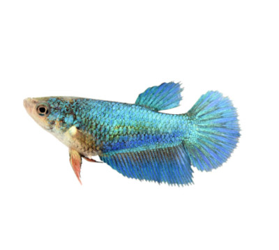 5x Halfmoon Female Betta Sorority -Healthy Active Bettas Live Fish for ...