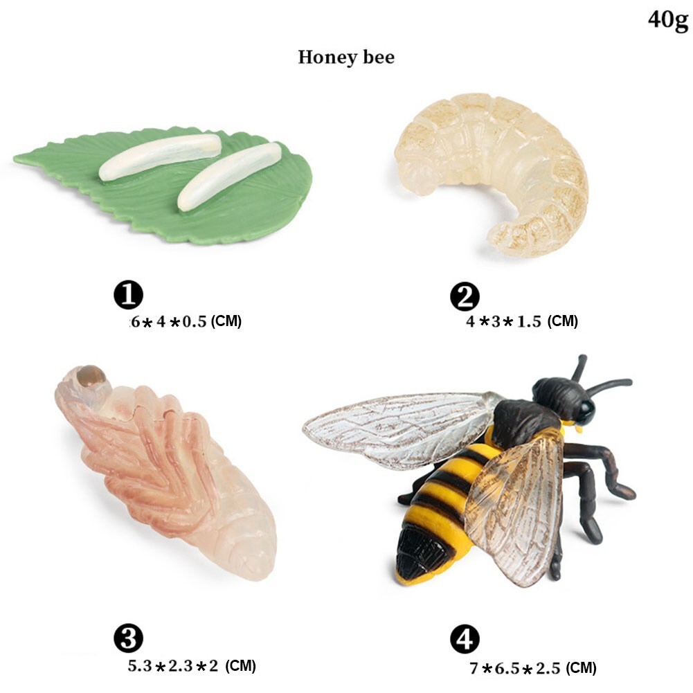 Bee Wasp PVC Doll Educational Toys for Learning about Insect Life Cycle ...