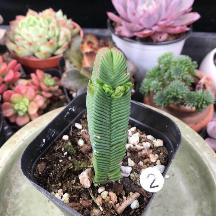 5CM Succulent Plant Crassula Quadrangularis Crassulaceae Home Garden ...