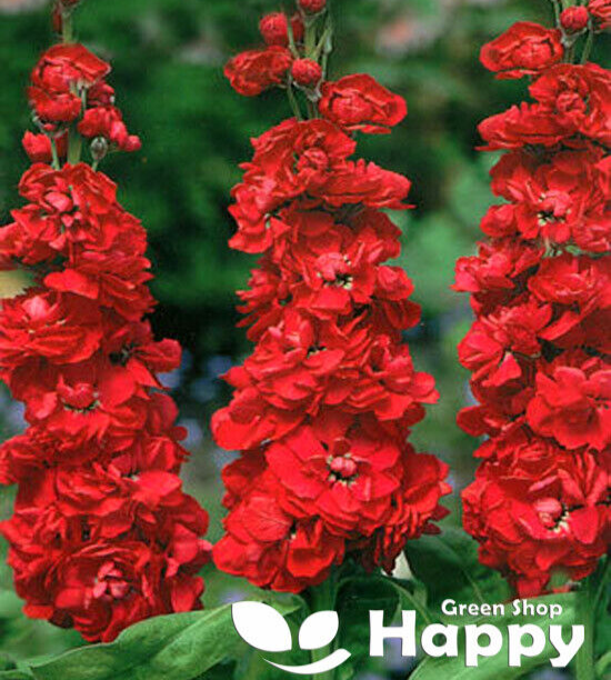 Flowering Stock Matthiola Incana