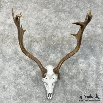 #29422 E | Fallow Deer Skull & Antler European Taxidermy Mount For Sale ...