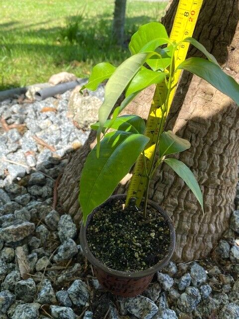 RARE EMPEROR LYCHEE SEEDLINGS VERY HEALTHY 6 TO 8 INCHES TALL.(LITCHI ...