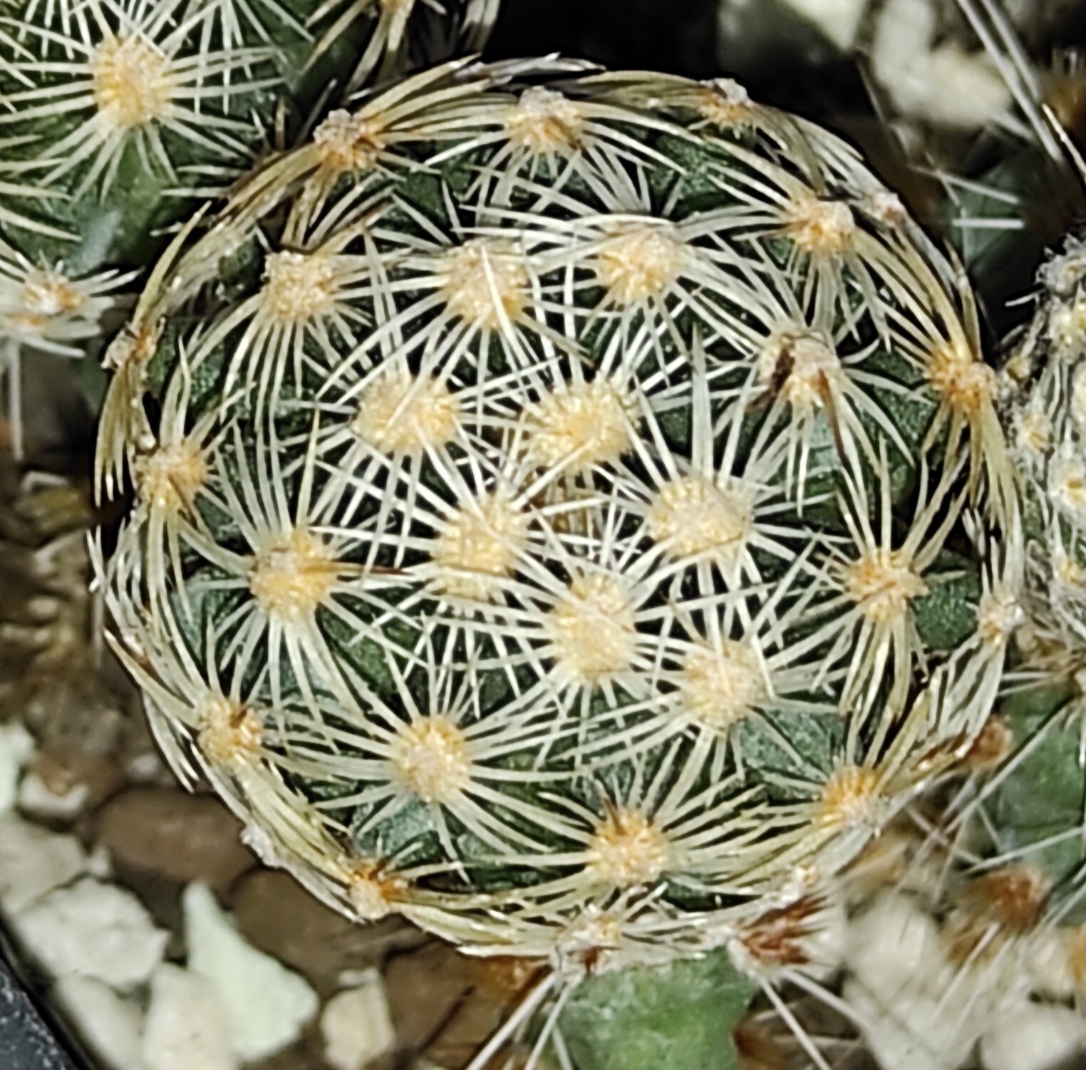Pediocactus simpsonii DJF 960.9 Unitah Co., UT | eBay
