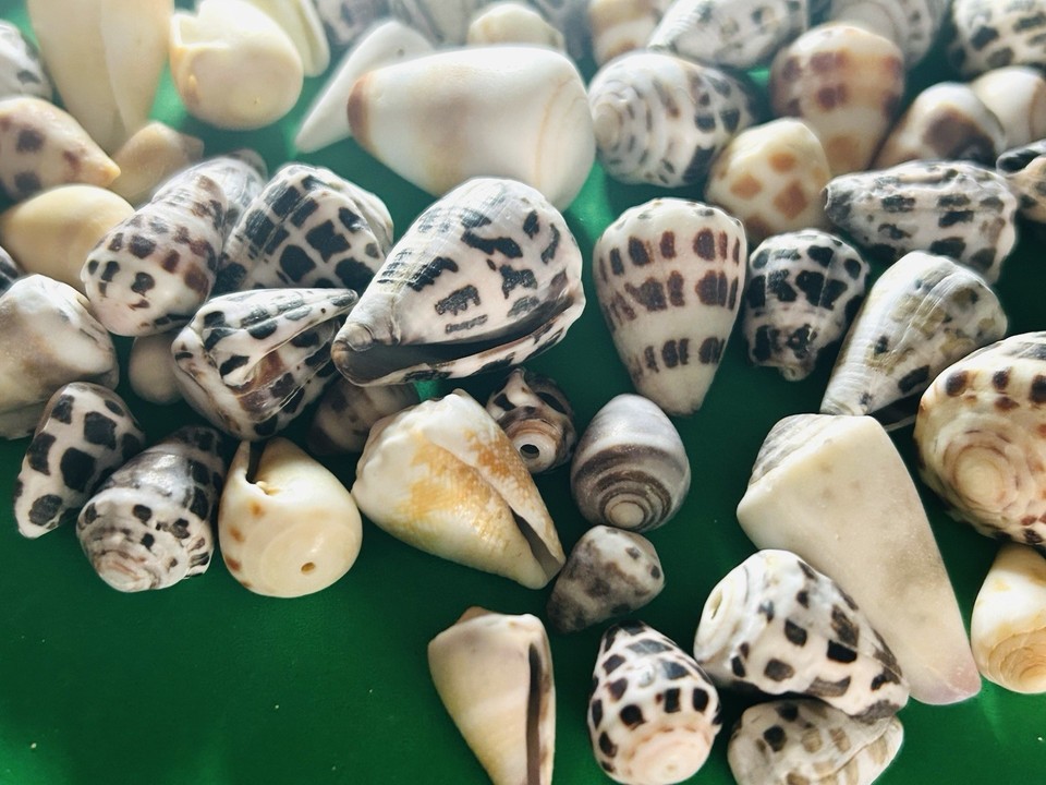 Hebrew cone & cone shell from japan Shells of Okinawa ⚠️ In bad ...