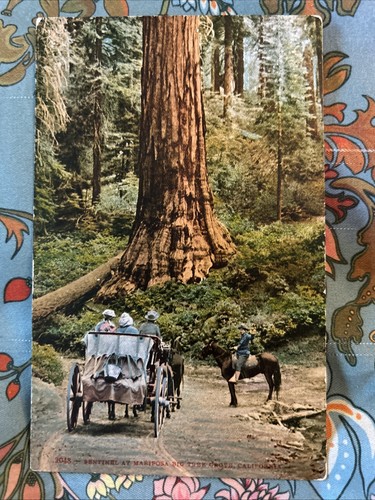 Sentinel at Mariposa, Big Tree Grove, California CA Vintage Postcard | eBay