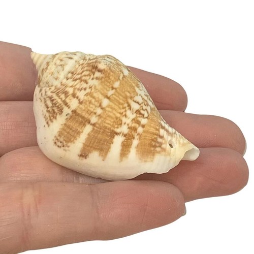 20 x Dog Conch seashells 4 to 5 cm, Extra large shells with holes SH44 ...