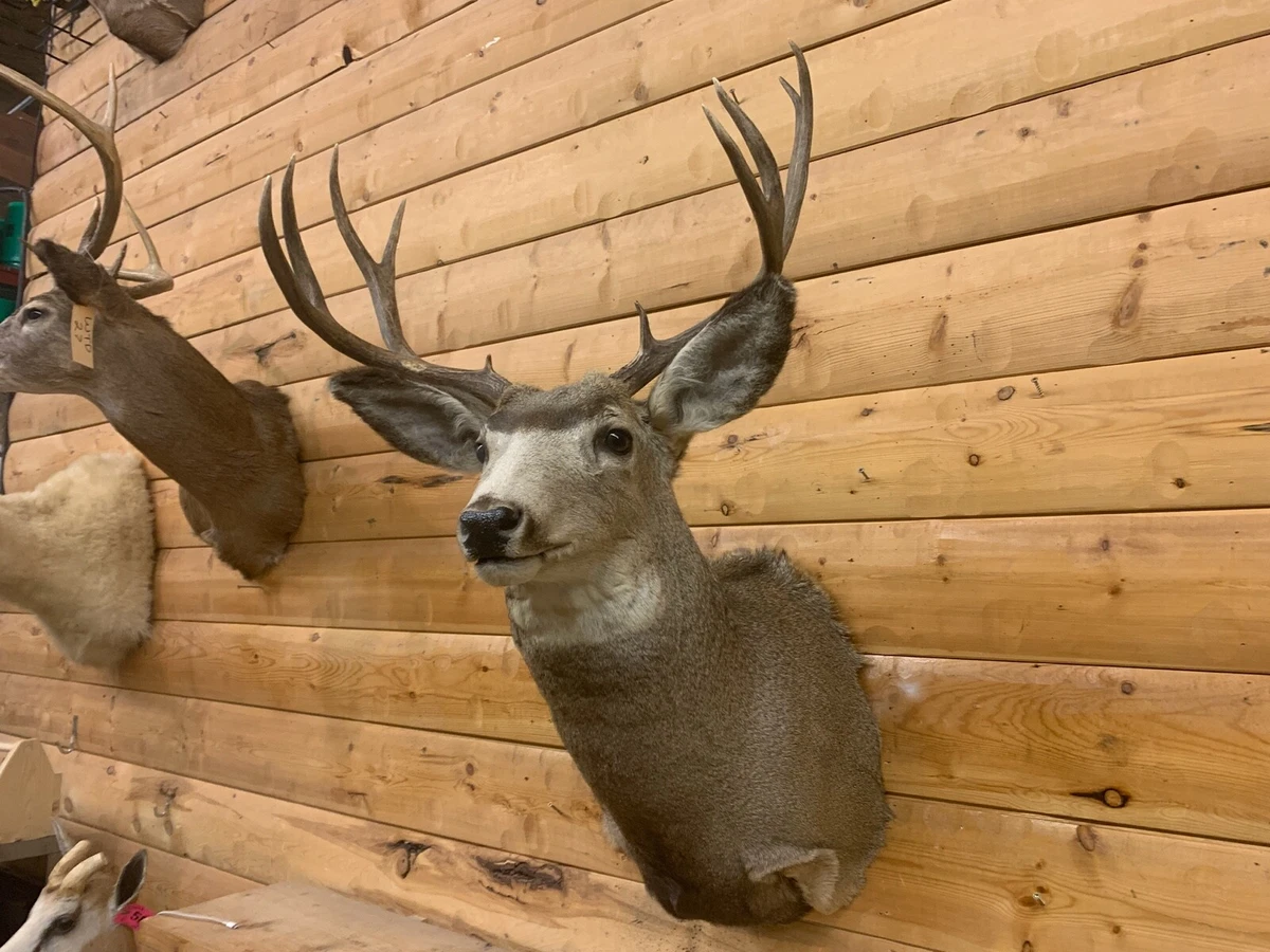 Cool Mule Deer Mounts