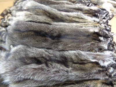 Professionally Tanned #1 XXL Raccoon/Coon Hide/Furs/Pelts/Taxidermy ...