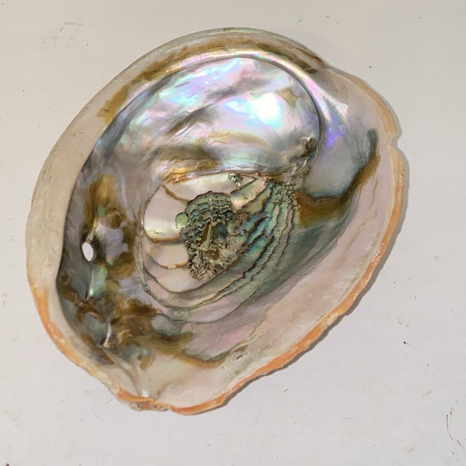 Vintage Large Iridescent Natural Red Abalone Shell | eBay
