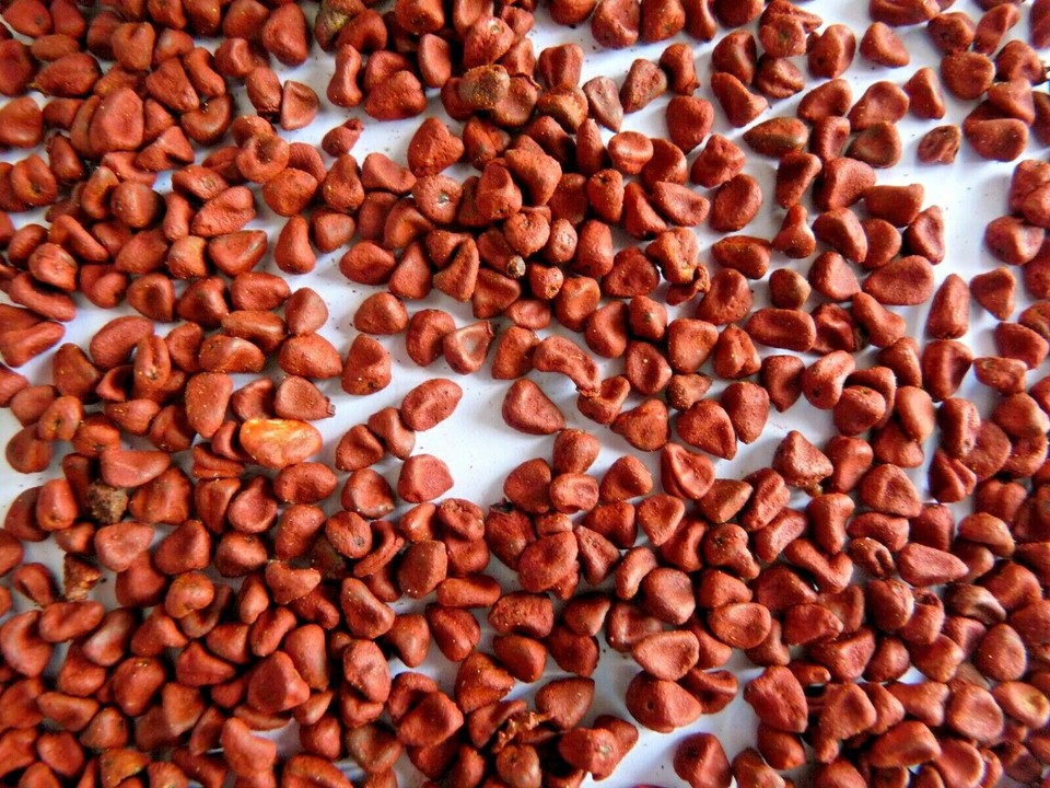 Rocou Seeds 40 G Color And Season: Cheeses, Sauces, Beverages, Oils | eBay