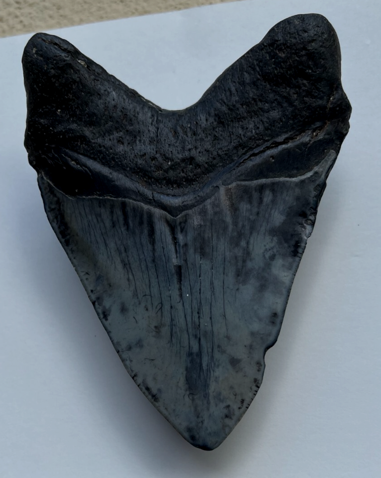 Megalodon Shark Tooth Fossil 4.04", Nice Tooth 100% Natural from South ...