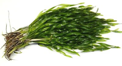 Vallisneria Asiatica Corkscrew Val Vallis Live Aquarium Aquatic Plants ...