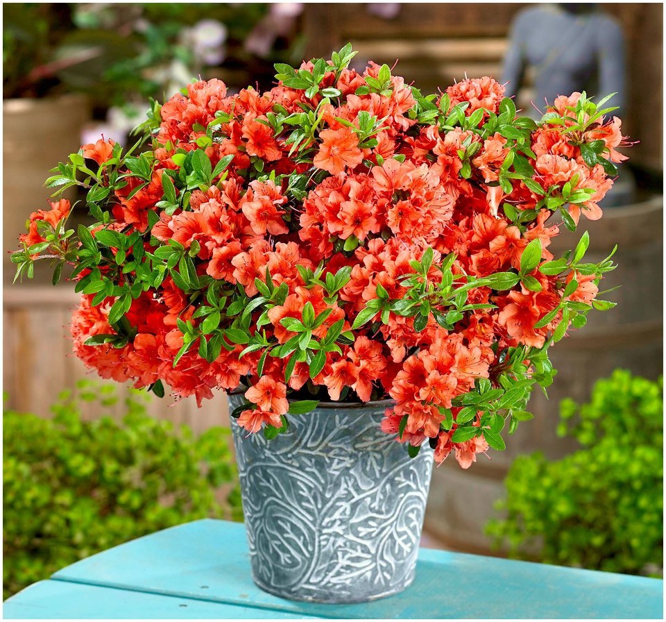 Dwarf Japanese Azalea Japonica Geisha Orange | Semi-Evergreen Shrub ...