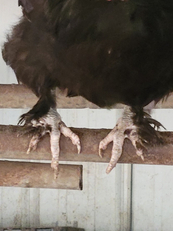 French Black Copper Marans Fertile Hatching Eggs Rare Colorful Unique ...