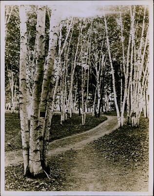 GA30 Early 1900s Original Underwood Photo BIRCH TREES New England ...
