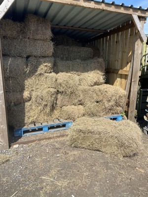 Conventional Small Hay Bales 2024/ 2025 | eBay UK