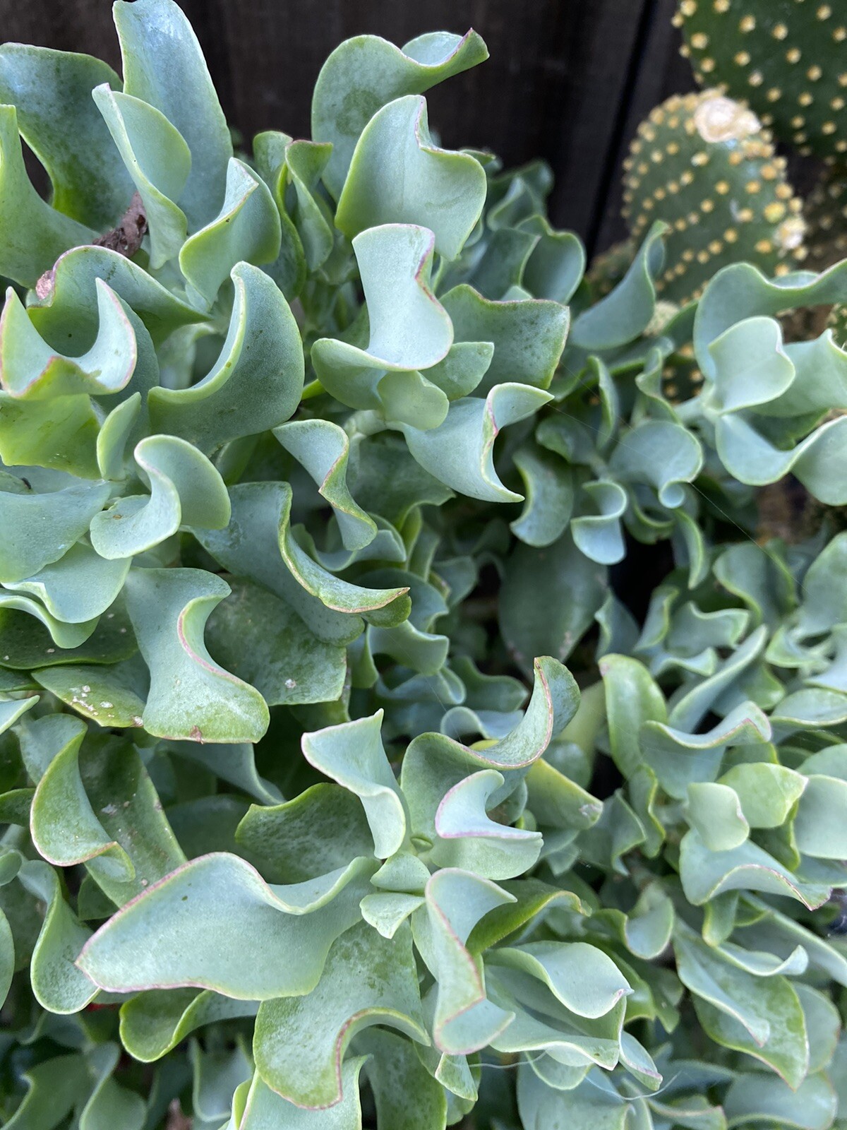 Ripple Jade Ruffle Jade Crassula arborescens subsp. undulatifolia 3 ...