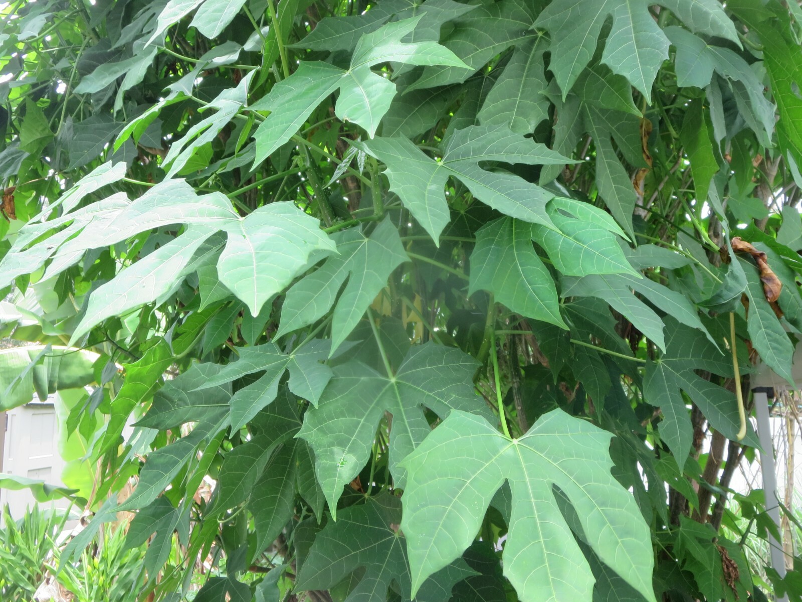 Maple Leaf Chaya Edible Cnidoscolus chayamansa Organic Non sting 7 ...