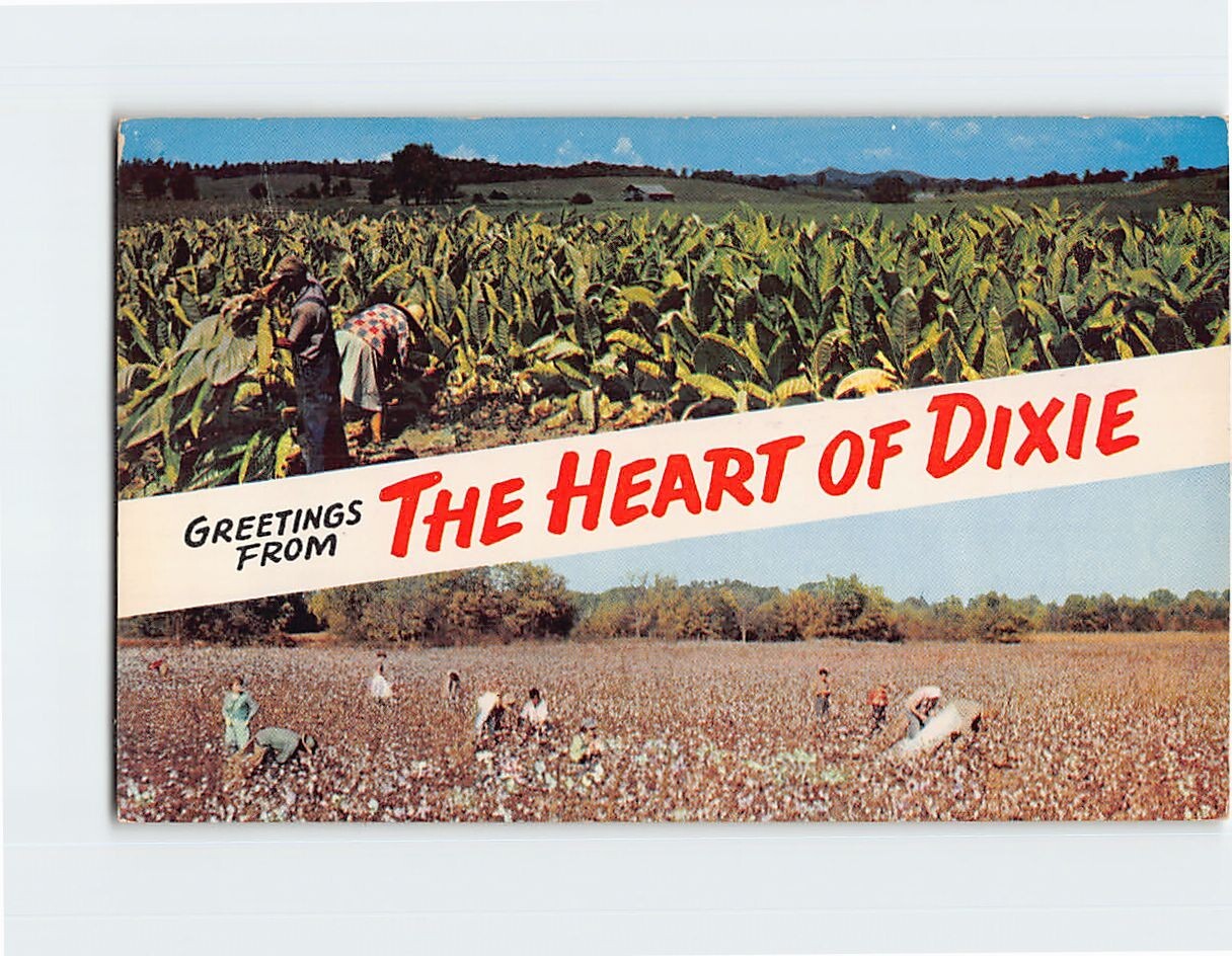 Postcard Harvesting Burley Tobacco Greetings from The Heart of Dixie ...