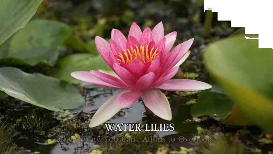 Fabiola Pink Hardy Waterlily Live Freshwater Plants Pond Decoration ...