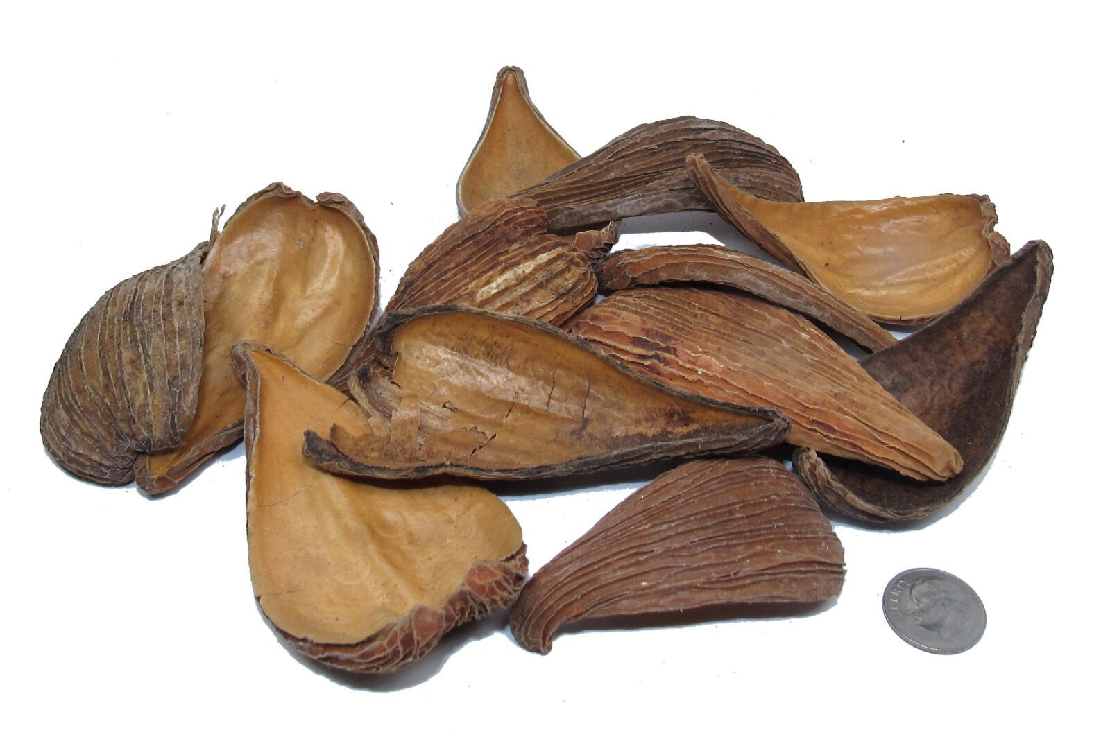 ARTI PODS crafts dried floral seed vase filler botanicals aquarium ...