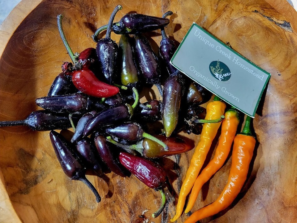 COUNT DRACULA Pepper Seeds 25,000-50,000 Scoville SHU Vampire HOT Chili ...