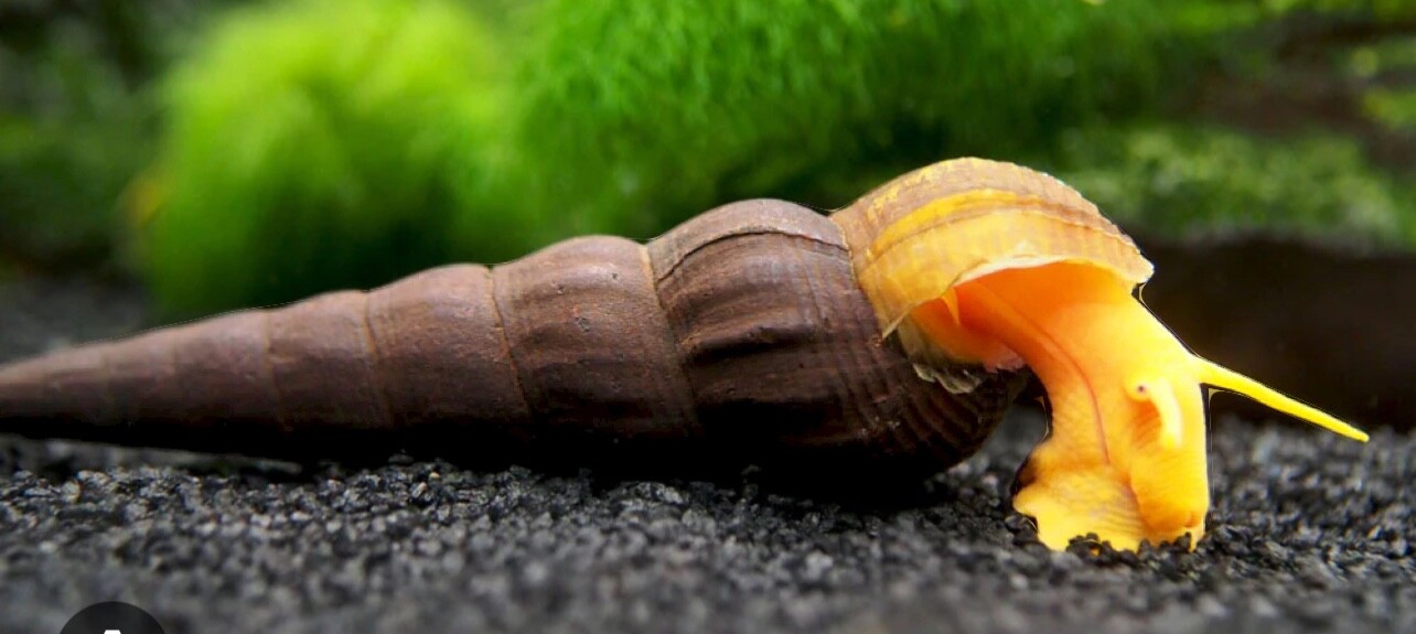 Orange Rabbit Snails X 2 free labor day guft | eBay