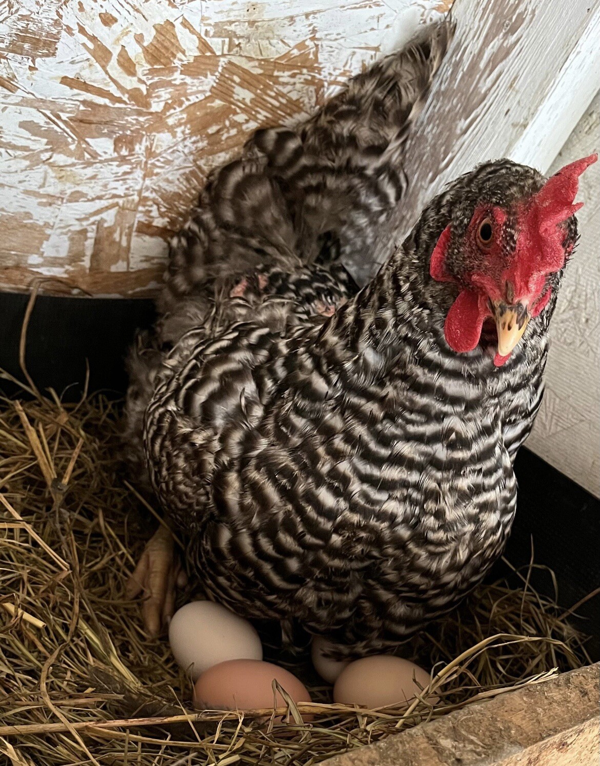 12 Fertile Mystery Chicken Hatching Eggs Barnyard Mix *RARE BREED ...