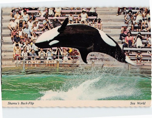 Postcard Shamu's Back Flip Sea World Orlando Florida USA | eBay