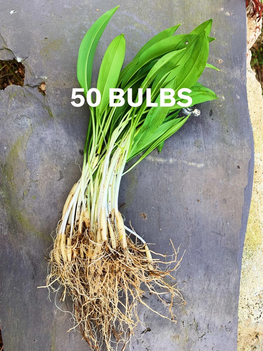 Wild Garlic Bulbs Wild Garlic Seed Capers The Salt Box | Foraging