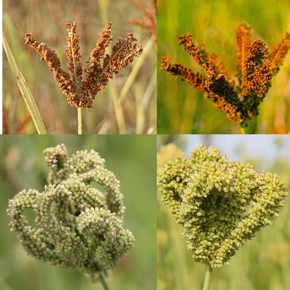 Finger Millet seeds- millet powder- millet flour-natural and organic ...