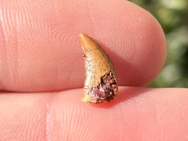 NICE Theropod Dinosaur Tooth Fossil Abelisaur Morocco Cretaceous Age ...