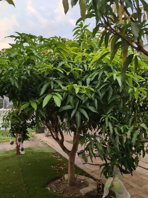 3 Mango Scion Grafting Cuttings Bud Wood For Grafting Seacrest Variety ...