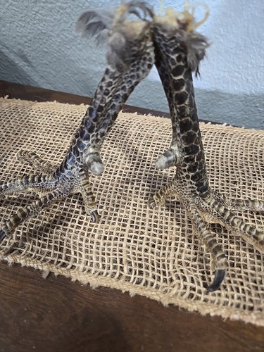 PAIR OF ROOSTER CHICKEN TAXIDERMY BIRD FEET SPURS ODITEY ARTS CRAFTS | eBay