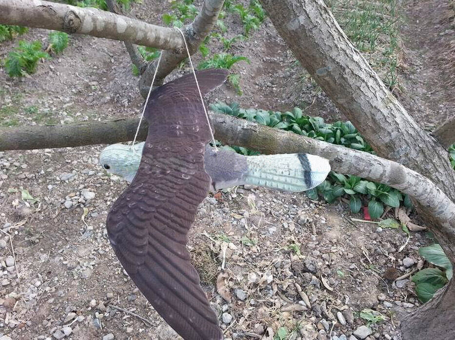 Flying Hawk/Falcon Garden Pest Control Deterrant Hawk Decoy For Birds ...