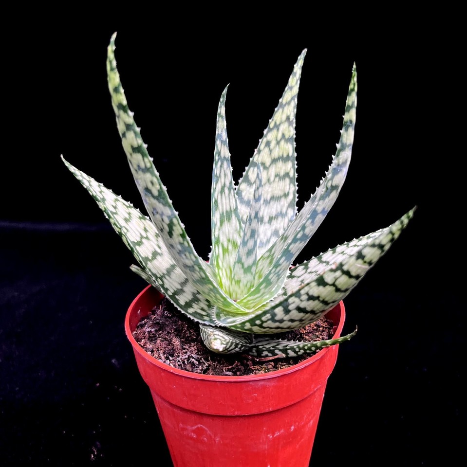 Aloe 'Bronze Lizard' Hardy Succulent Houseplant In 8 cm plant pot | eBay UK