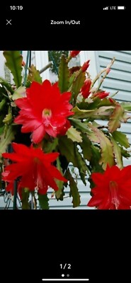 3 epiphyllum orchid cactus unrooted cuttings, red color flower USA ...