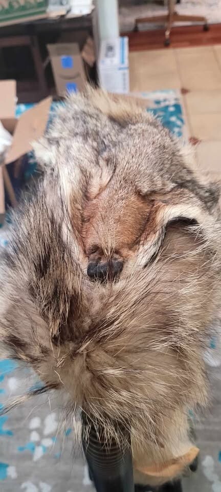 Coyote Fur Hat USA Faced Mountain Man Trapper Lined Genuine Pelt made ...