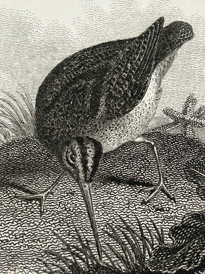 Antique Print 1812 Great Snipe & Common Snipe – Daniels Rural Sports ...
