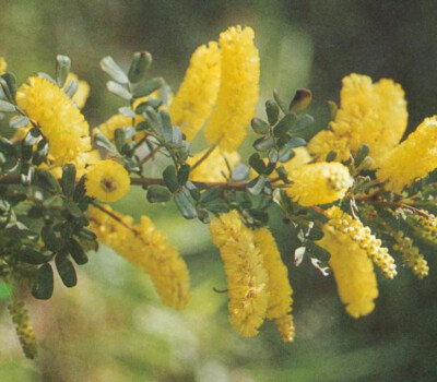 20 X MINI DWARF-GOLDEN WATTLE SEEDS-NATIVE YELLOW FLOWERS-SHRUB-ACACIA ...