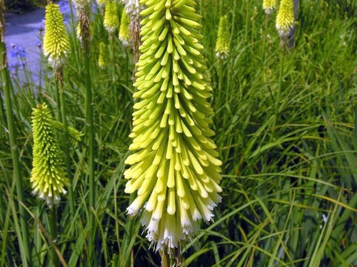 KNIPHOFIA CITRINA YELLOW RED HOT POKER EVERGREEN GARDEN PERENNIAL | eBay UK