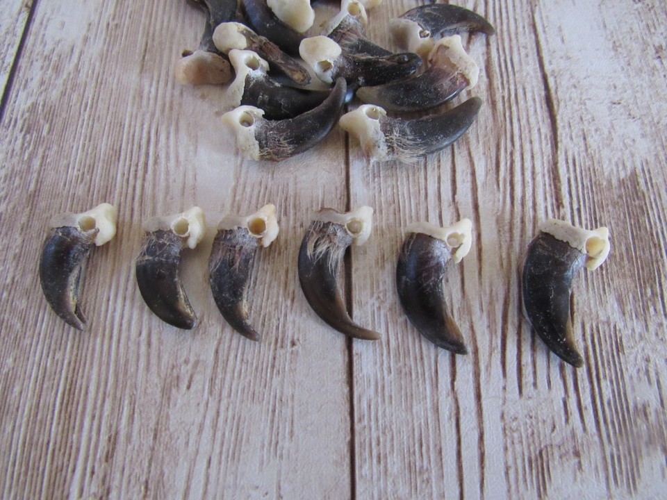 5 Fox Claws Drilled Taxidermy Jewelry Craft Projects Animal Bones Claws ...