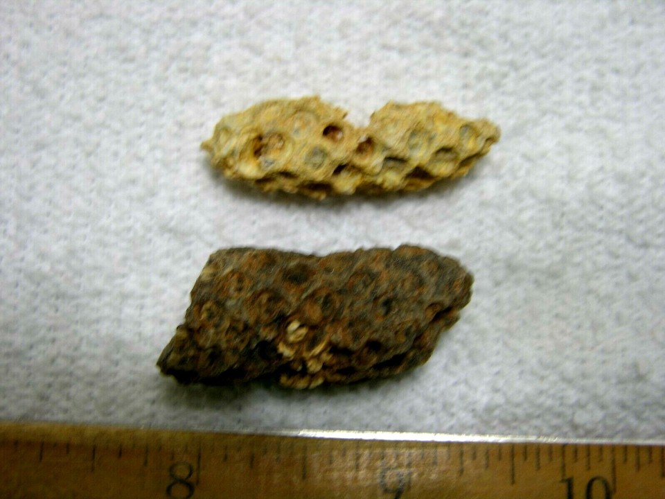 Petrified Silicified fossil Pine Cones Eocene Epoch Northern Sahara desert P90 | eBay