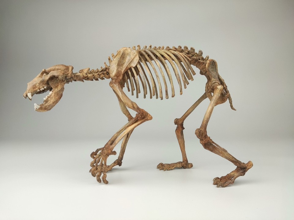 1:10 Scale Brown Bear Skeleton Model 3D Printed Ursus Arctos Animal ...