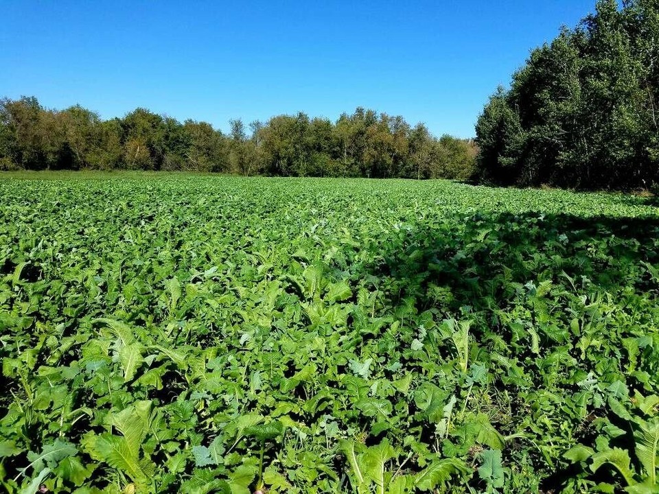 Fall Food Plot Mix, Food Plot Seed, 1/2 Acre, Mix of Clovers, Brassicas ...