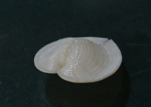 Corculum Cardissa 26 mm F+++/GEM , nice COLOR, TINY gorgeous heart ...