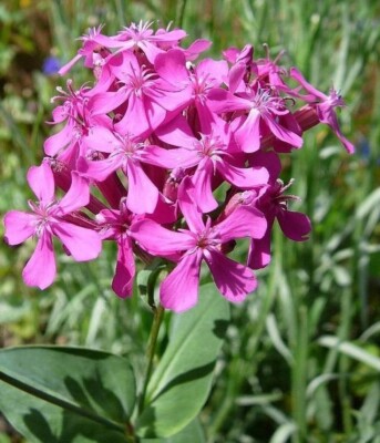 Silene Armeria 1000+ Seeds, Garden Catchfly Flowers, None So Pretty | eBay
