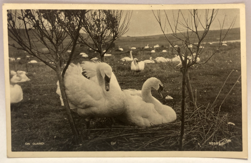 RPPC On Guard! Swans, Flock in Field, Bird, Animal, Vintage Real Photo ...