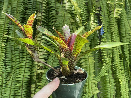 Neoregelia ‘Little Tiger’ bromeliad, 4” Pot | eBay