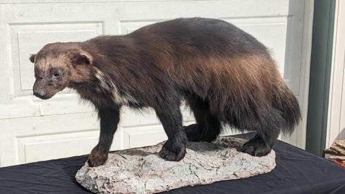 Beautiful Real Alaskan Wolverine Prime Fur Taxidermy Mount | eBay